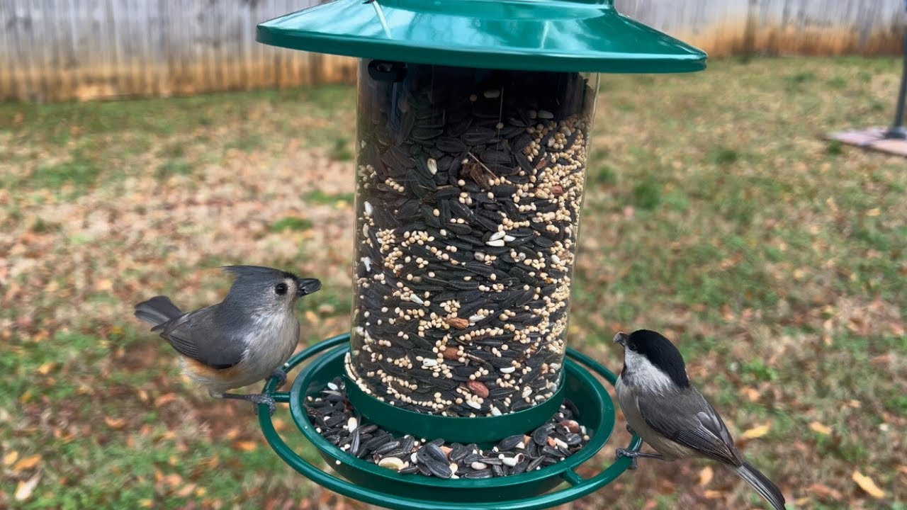 Southeastern Bird Watching North Alabama in December - Finches, Tufted ...