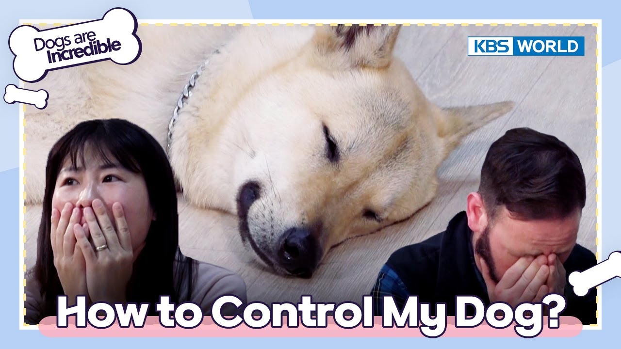 How to Control My Dog? 🐾 [Dogs are incredible : EP.169-2] | KBS WORLD ...