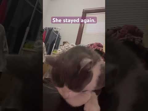 Shy Cat Dairy - Day 74 #cat #kitten #cute #enjoy #rubs