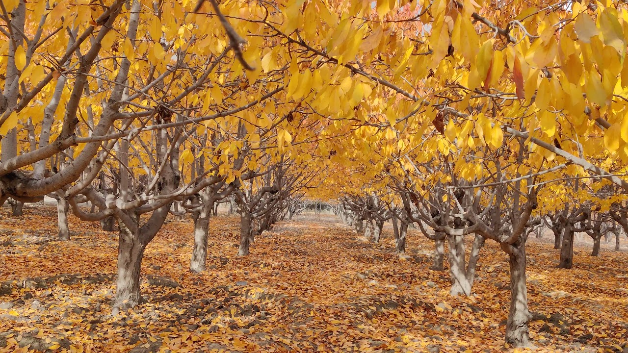 skardu in autumn | autumn is love | be ready for detailed videos of ...