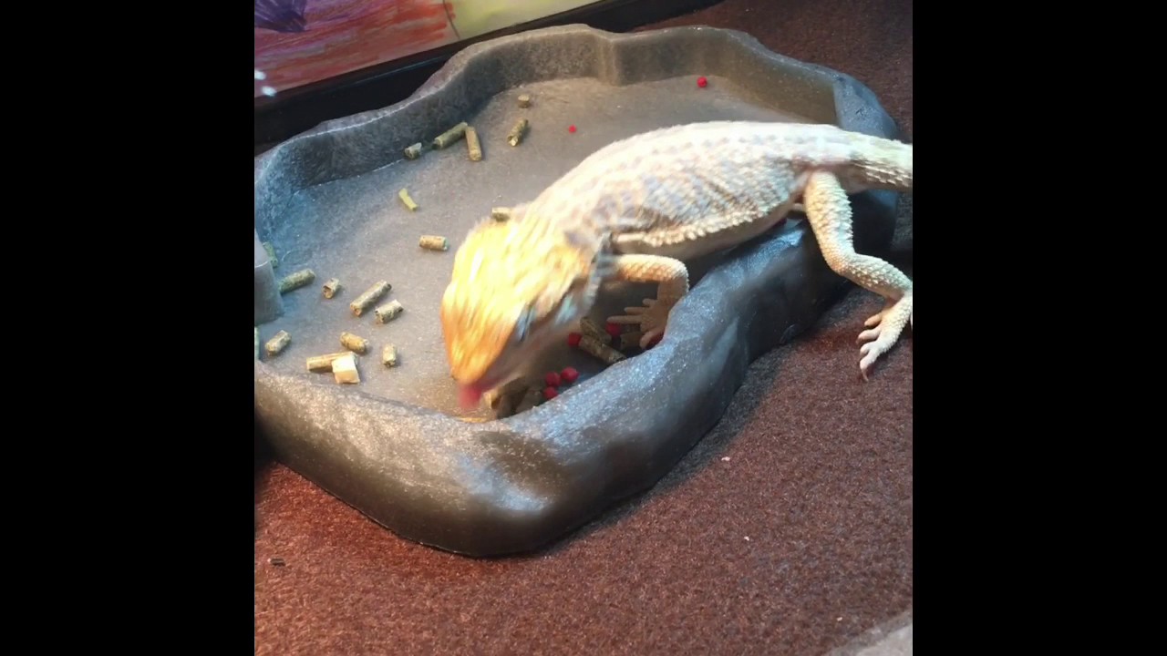 How To Make A Cape For A Lizard - YouTube