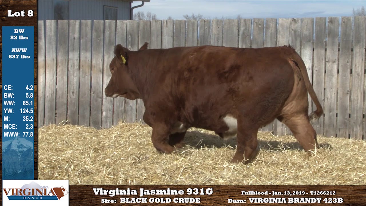 Lot 8- Virginia Jasmine 931G - YouTube