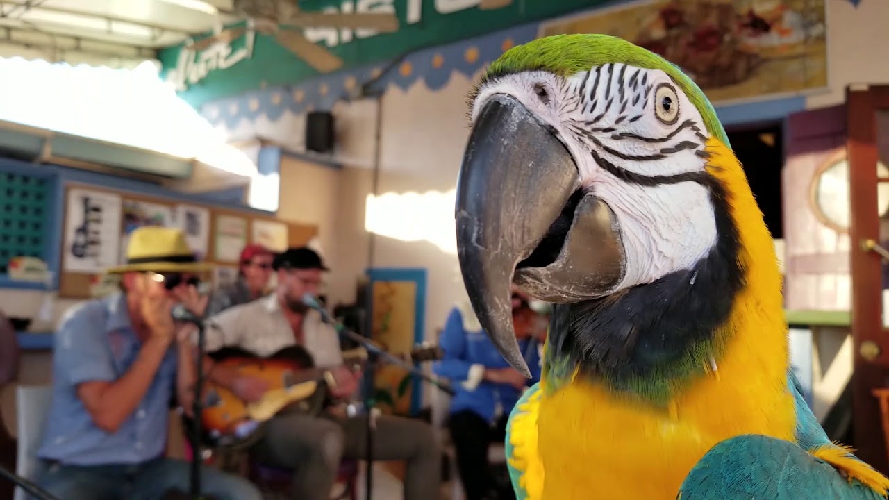 Key West Parrot Batman Jamming with his favorite band - YouTube