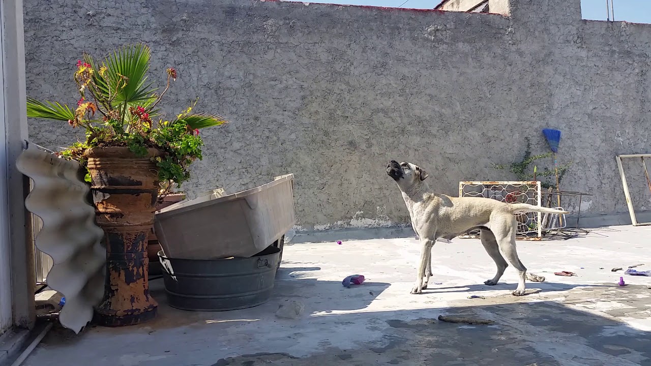 Pastor Belgran Danes Malinois / Great Dane belgian shepherd dog ...
