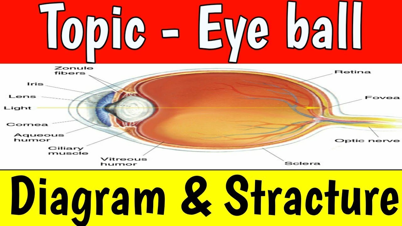 Introduction of Eye ball Diagram & Structure | abhishek sir From KGMU ...