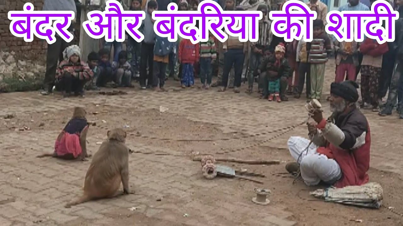 Bandar and bandariya ka khel aur Bandar aur bandariya ki shaadi# ...