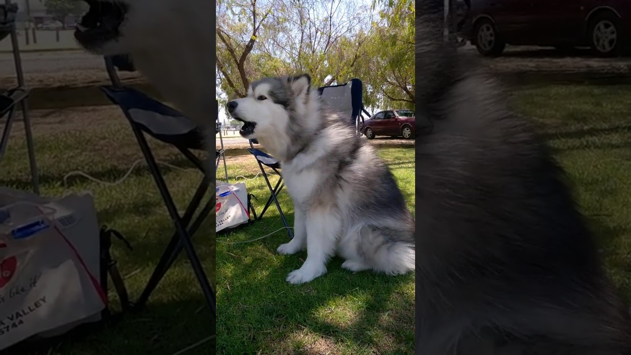 The Alaskan malamute howling...Force of nature... - YouTube