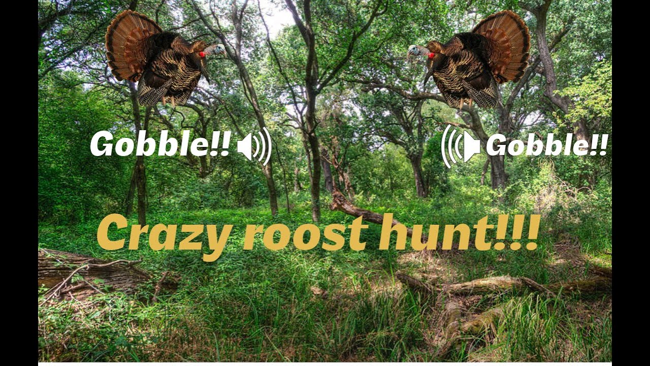 Turkeys Roosted, Setup Tight! Public Land Turkey Hunt Adventure - YouTube