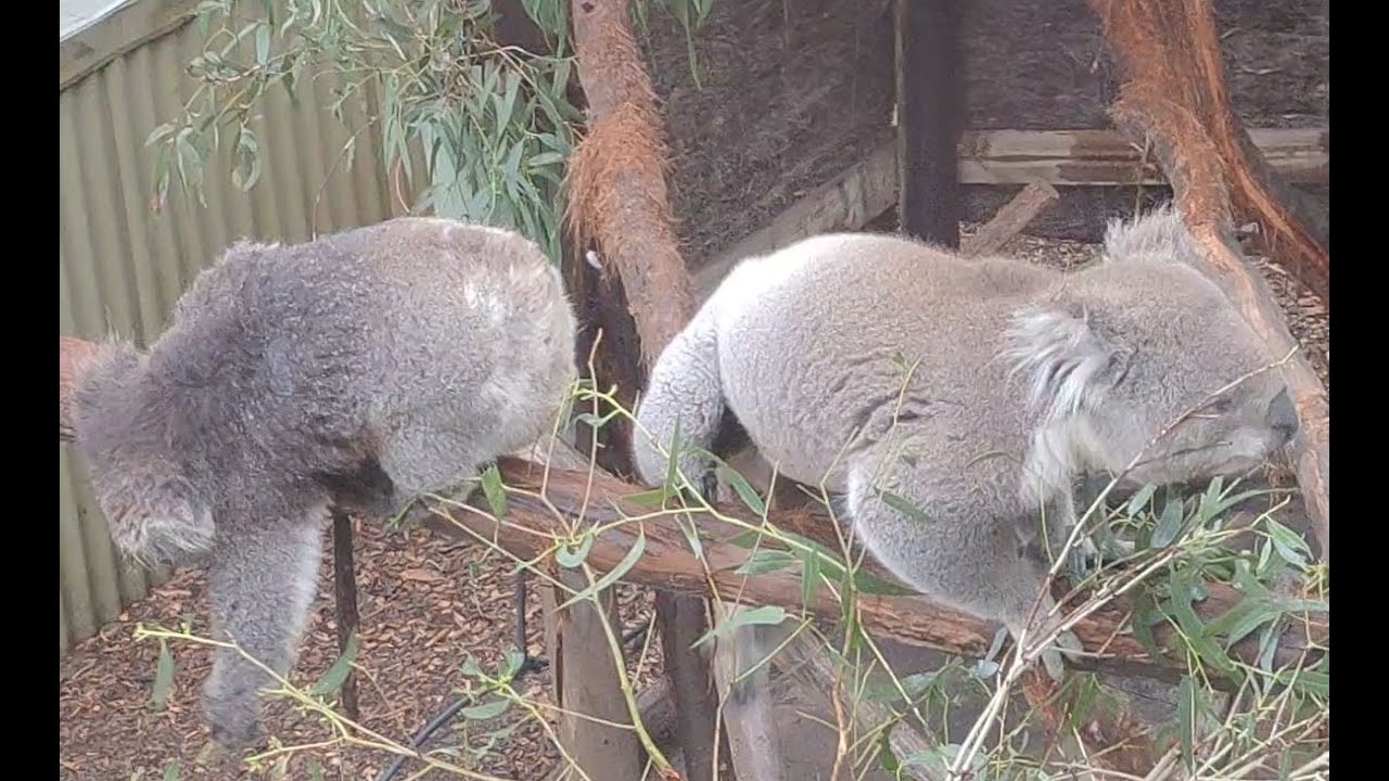 KOALA BUSY EATING - YouTube