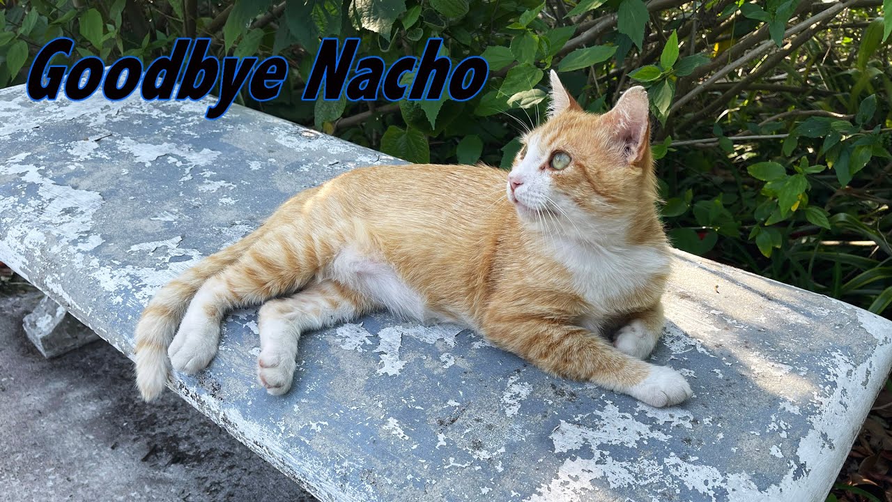 Goodbye Nacho - YouTube
