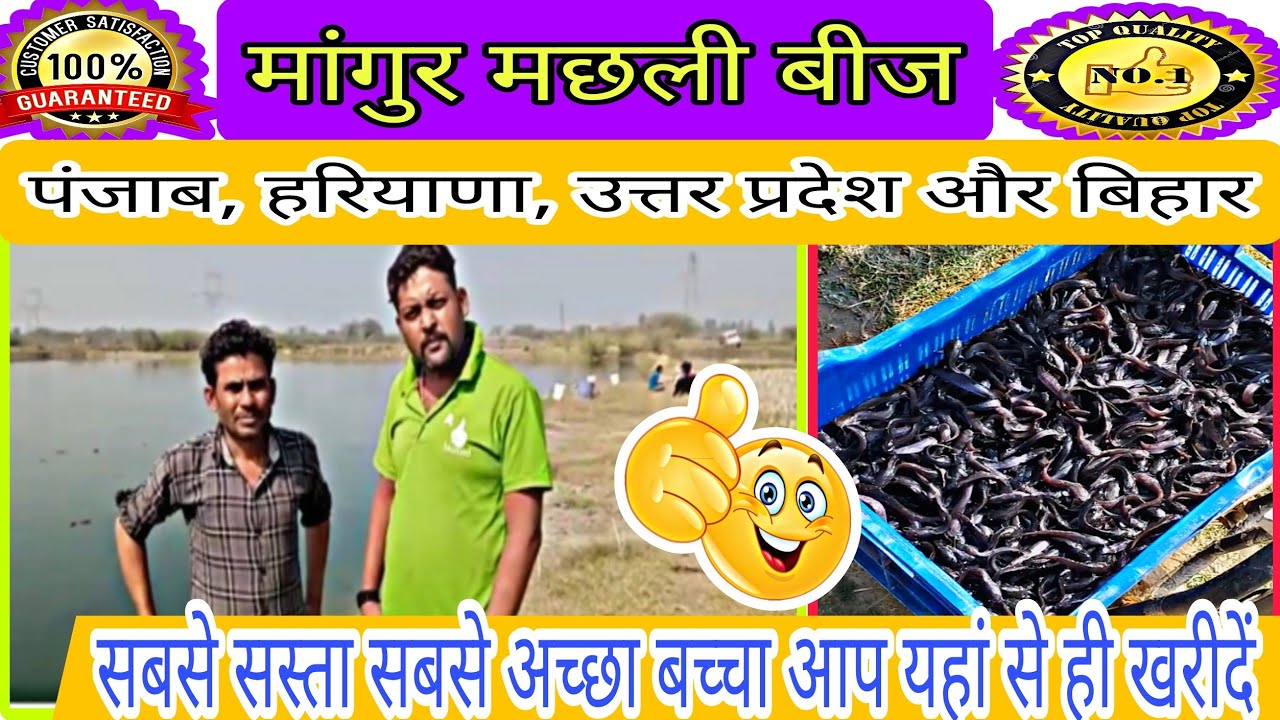 Magur machli ka baccha kaha se khareede || best fish seed supplier in ...