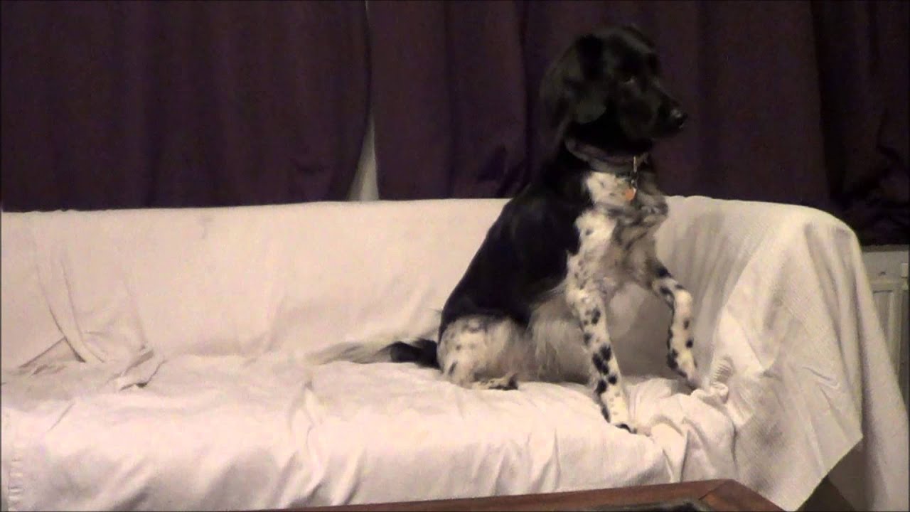 Tibsy Tricks Dog Trick 'Wave" and "Relax" - YouTube
