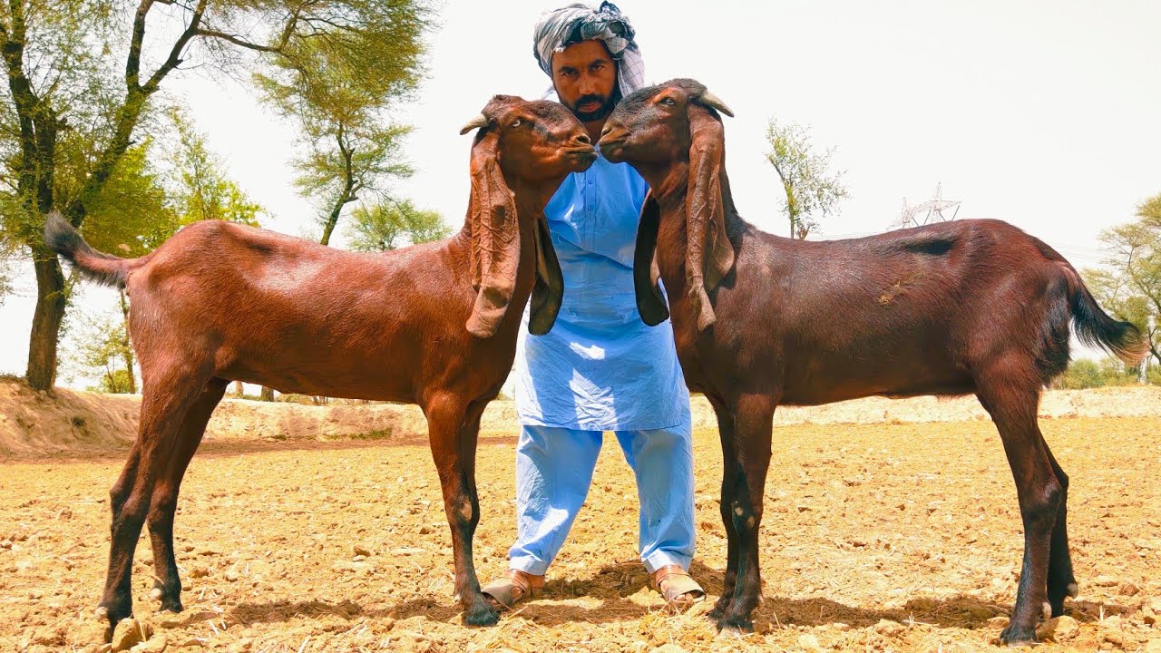 Extraordinary 100% pure Betal goat in sahiwal city@AliBahadar goat farm ...