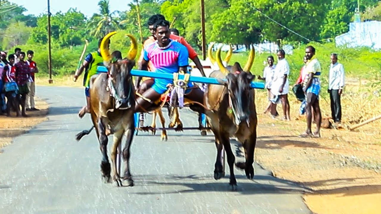 Reckla race-Nanalkadu chinna mattu vandi race (19.06.2019) - YouTube