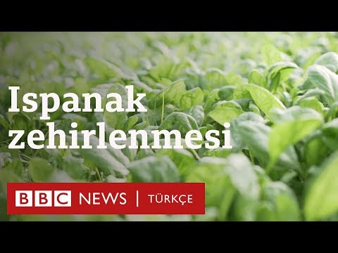 Ispanak zehirlenmelerinin tek sorumlusu güzel avrat otu mu?