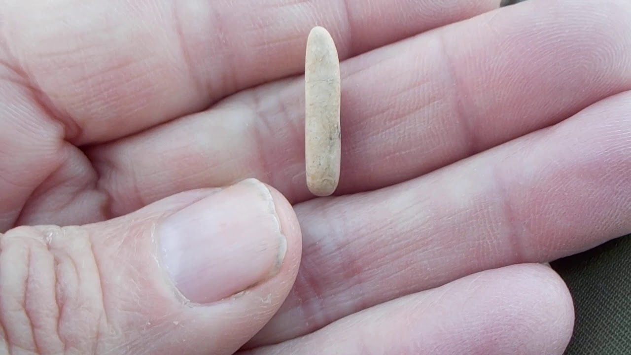 fossil stingray barb Pleistocene Period part two Feb 12 2020 - YouTube