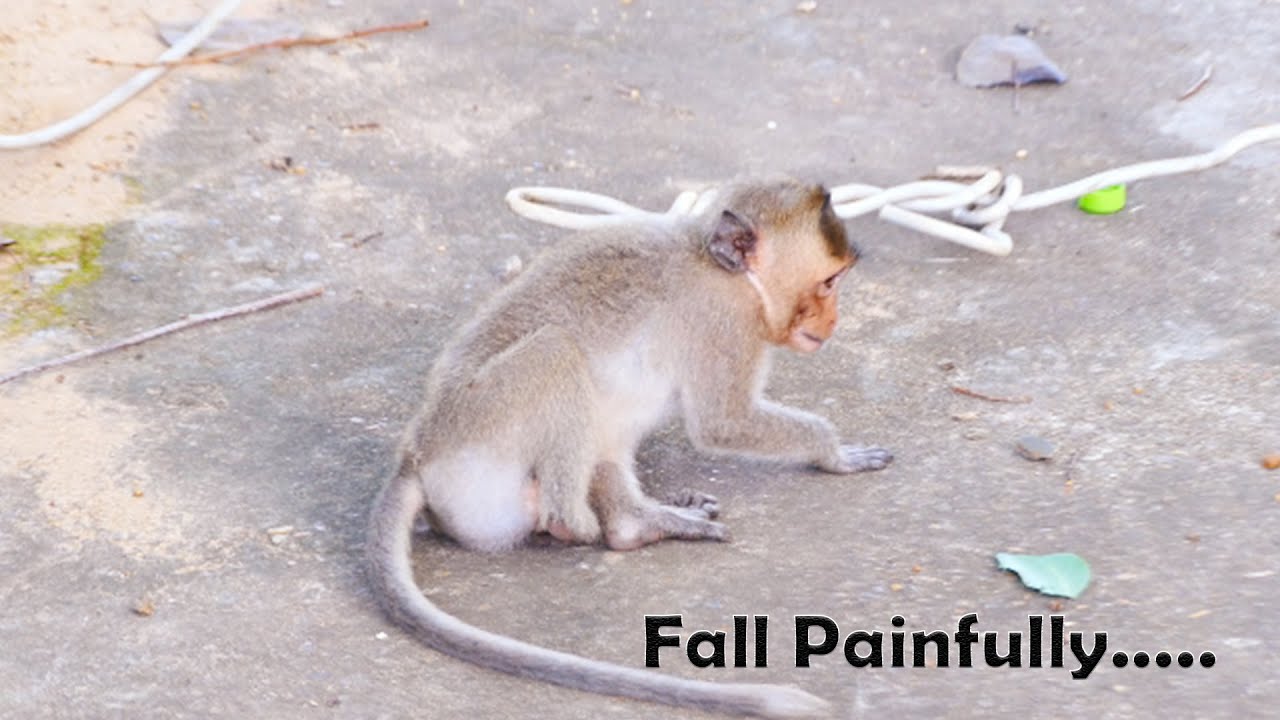 How Pitiful Martin...Big Boy Monkey Martin Has Got A Hard Fall That ...