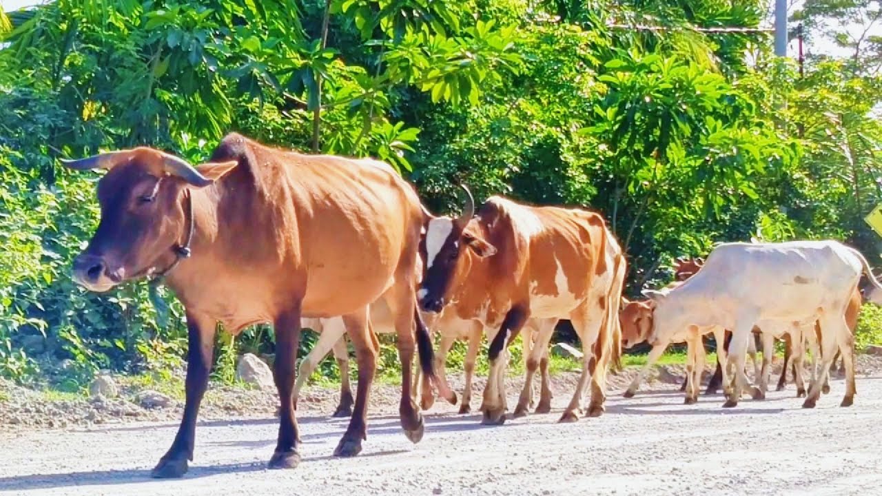 Cow Sound |The Sound of Cows Calling their Friends|Return to the Barn ...