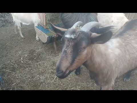KEÇİLERİ YONCA VERDİK,, KEDİLERİ MAMA VERDİK,, ODUN ALIP EVE GİRDİK,,