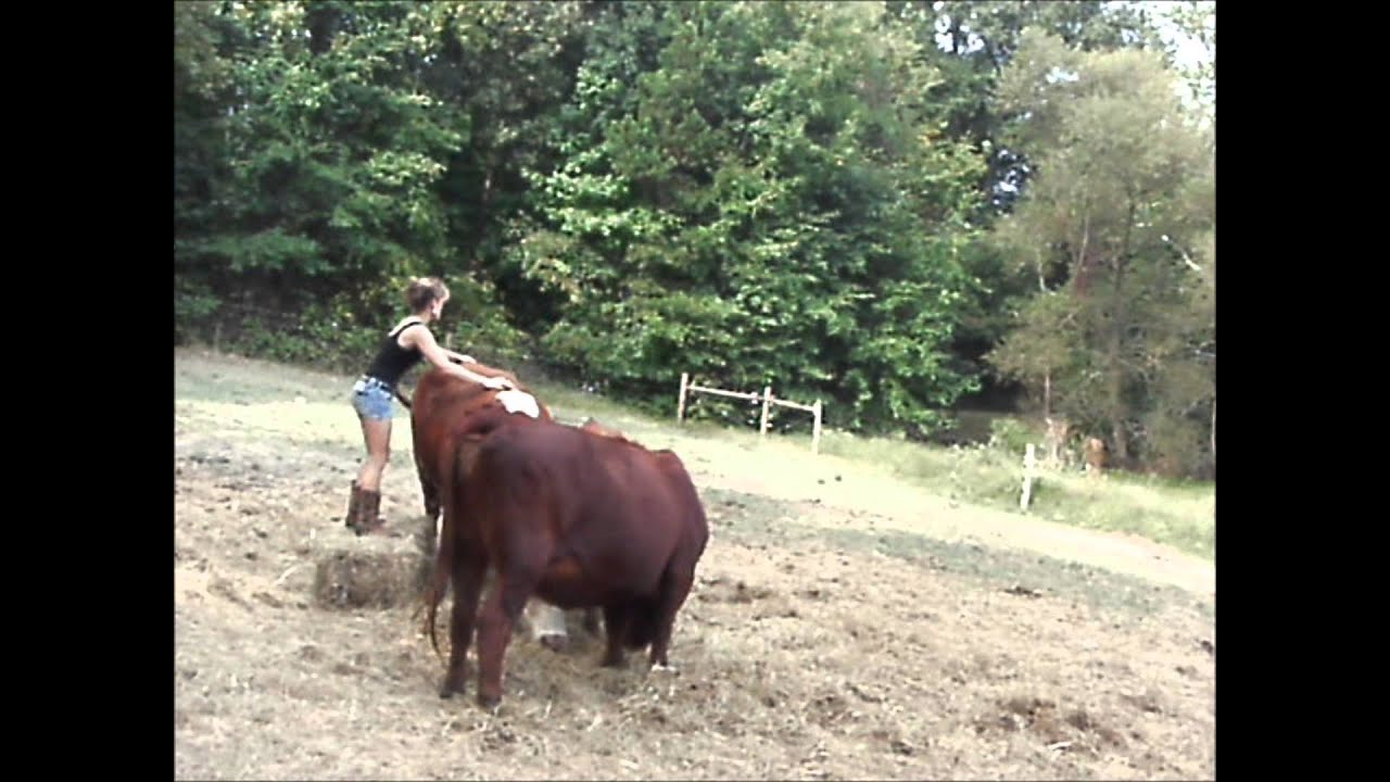 How to ride a cow:) - YouTube