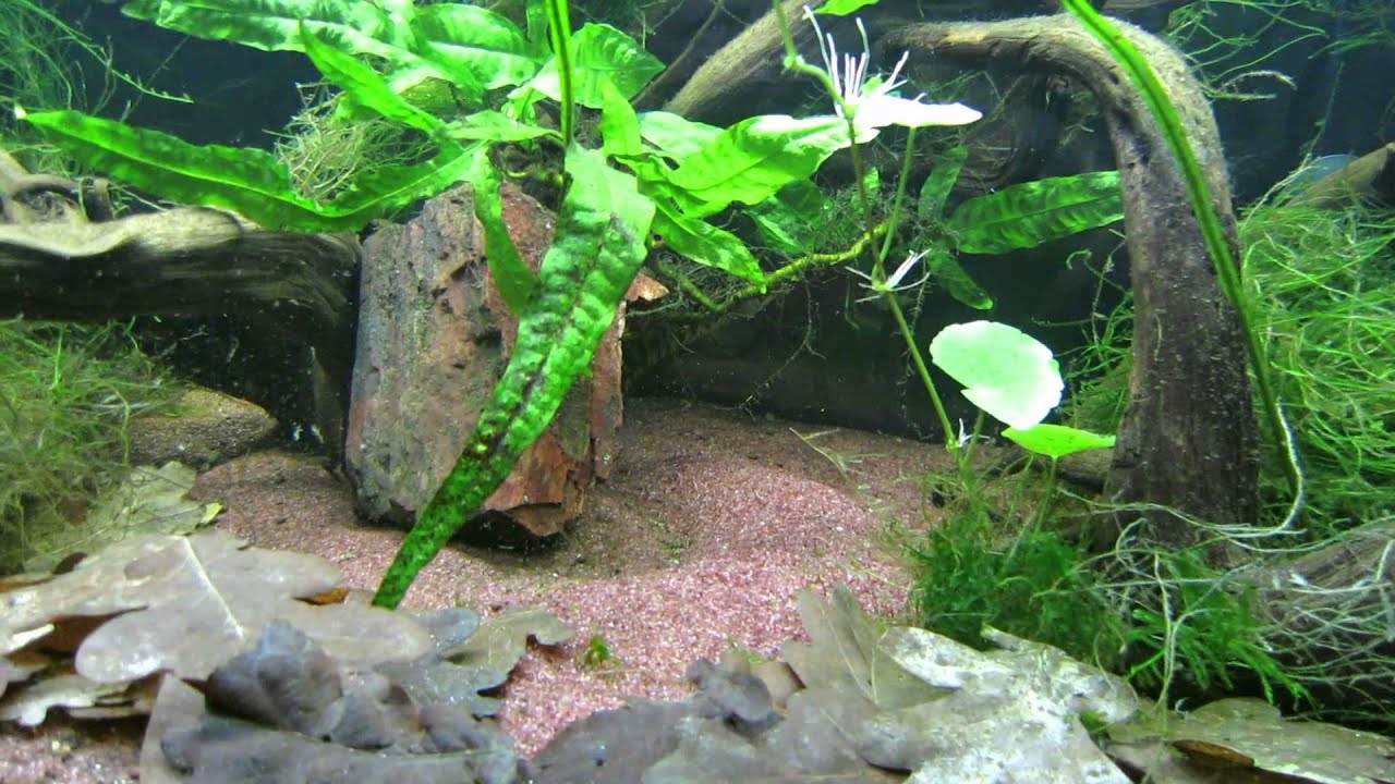 Channa punctata in their new tank. Snakeheads - Schlangenkopffische ...