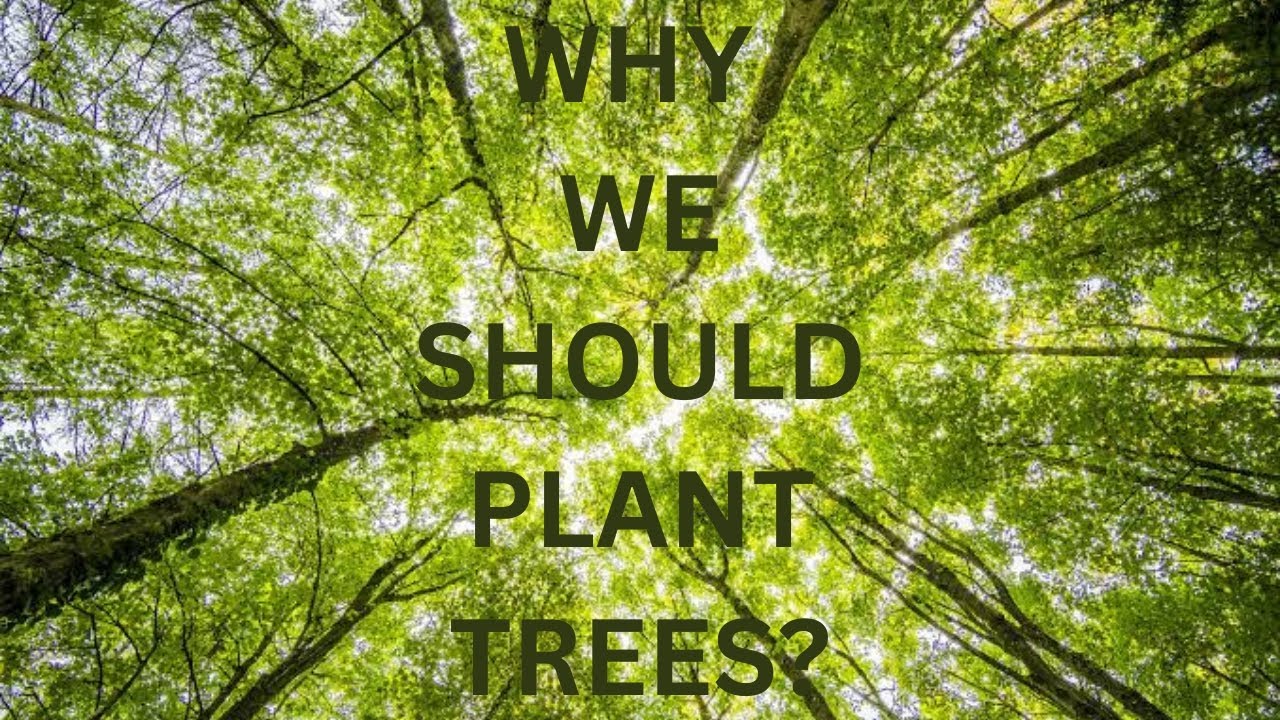 Why we should plant trees? - YouTube