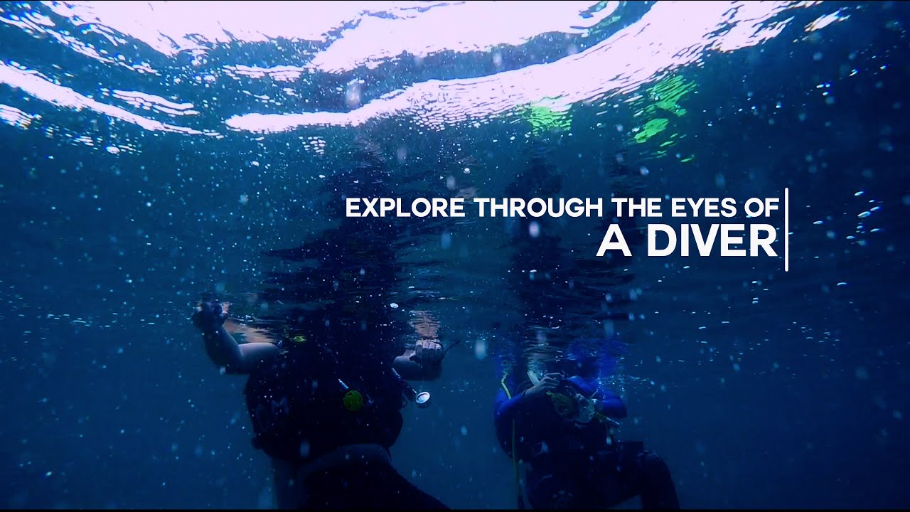 SEE THROUGH THE EYES OF A DIVER - TAYLOR'S SCUBA DIVING CLUB - YouTube