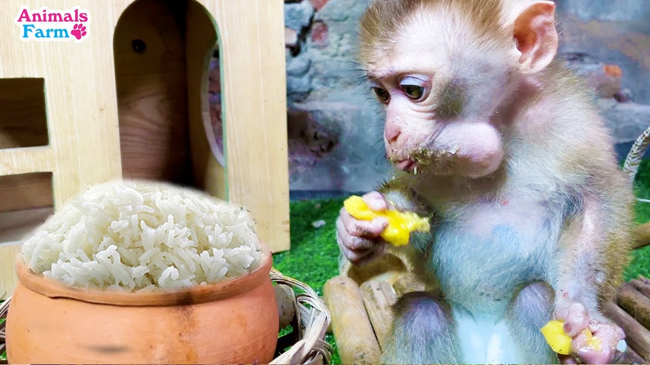 Cute baby monkey Dola eating rice - YouTube