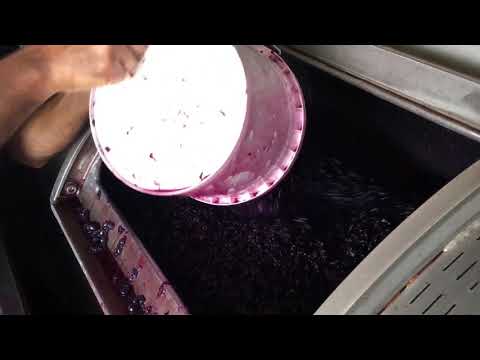 Vintage 2018 Shiraz