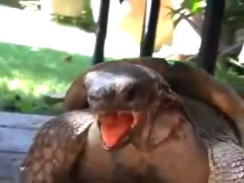 Tortoise screaming - YouTube