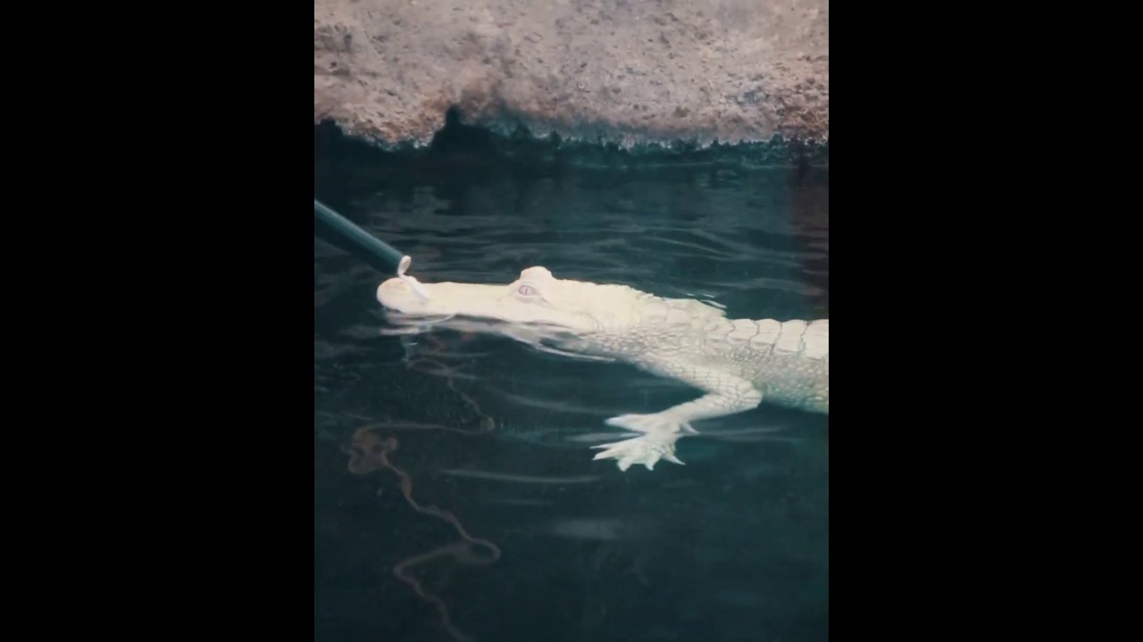 Alligator Scrubbing - YouTube