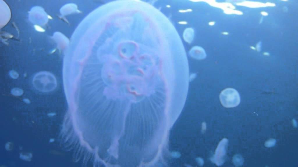 Méduses en mer rouge - YouTube