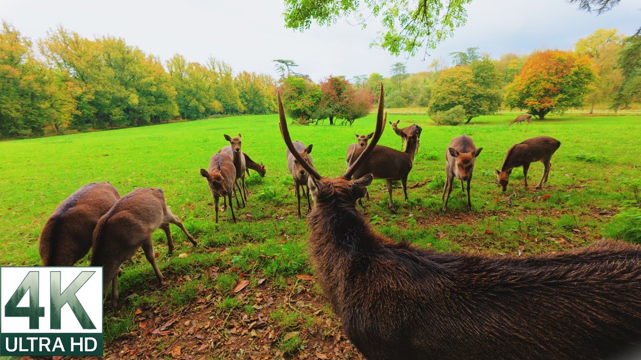 Deer Calls and Autumn Rain | Doneraile Wildlife Park Walk | 4K ASMR ...
