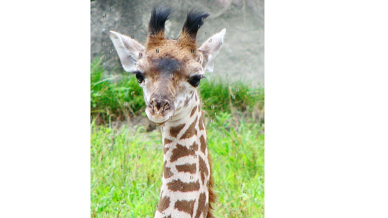 Baby Giraffes Are Awkward Cutest Compilation - YouTube