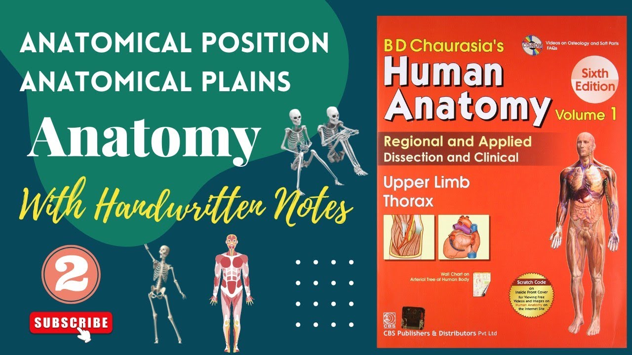 Anatomical Position And directional Terms - Anatomical Plains ( Anatomy ...