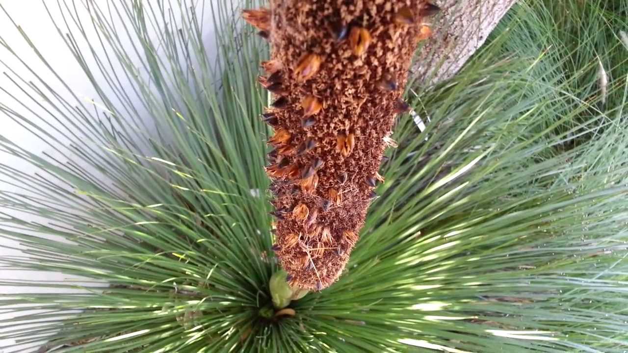 Grasstree - Xanthorrhoea - yakka - yacka - yacca HD 02 - YouTube