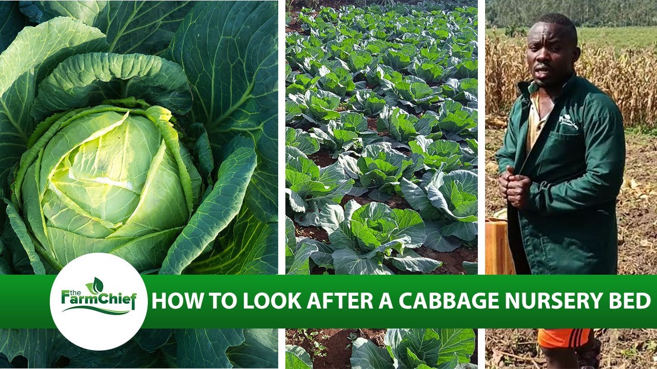 HOW DO YOU TAKE CARE OF CABBAGE PLANTS - YouTube