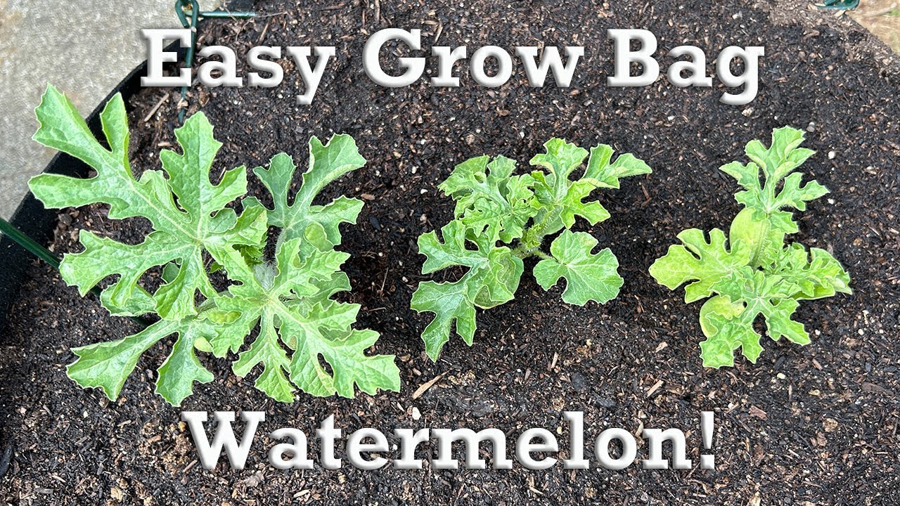 Grow Bag Watermelon | Bush Sugar Baby Watermelon Transplants - YouTube