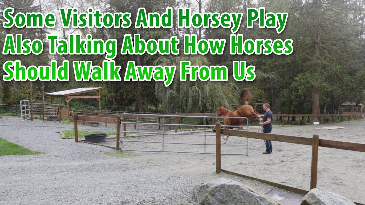 Some Visitors And Horsey Play And Talking About How Horses Should Walk ...