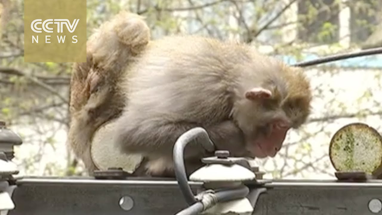 Footage: monkey gets electric shock, gets rescued - YouTube