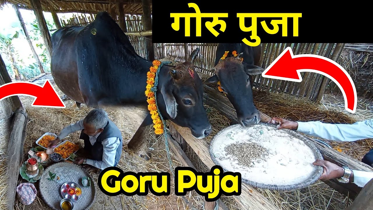 यसरी गोरु पुजा गरियो Goru Puja 2080 - YouTube