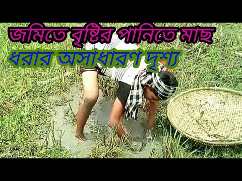 fishing,awesome view of land fishing in village. jal diya mach dhara ...