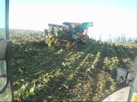 claas challenger 45 pulling 3 row armer beet harvester - YouTube