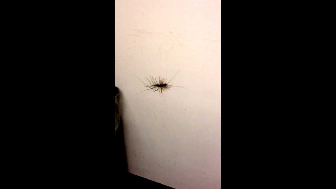 Japanese centipede gejigeji - YouTube
