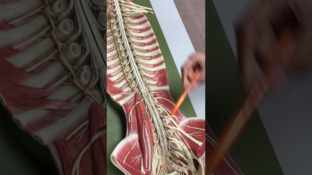 Nervous System - Longitudinal Spinal Cord Model - YouTube