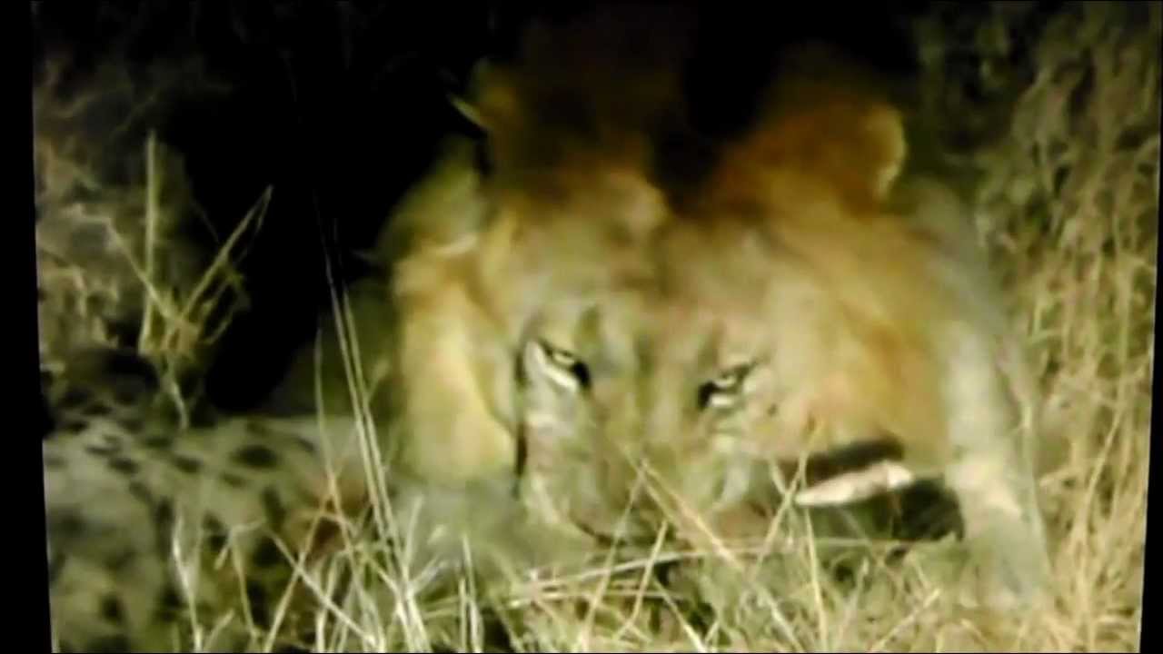 Lion breaking Hyena's jaw- brutal! - YouTube