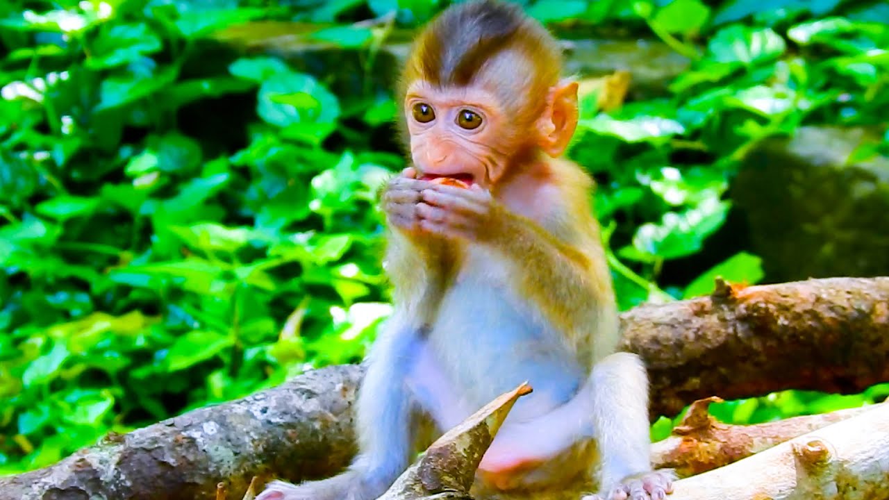 Cute baby monkey Rainbow eating food - YouTube