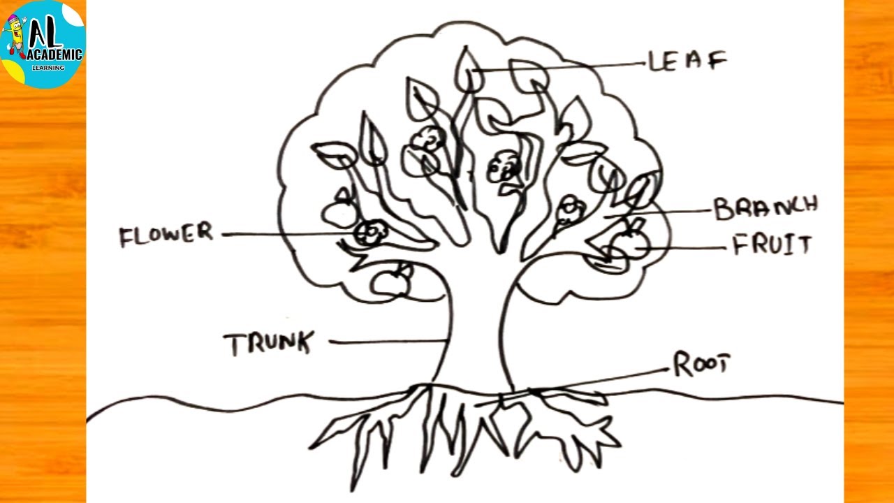 Parts of Tree Drawing | How to draw and label a Tree tutorial | Parts ...