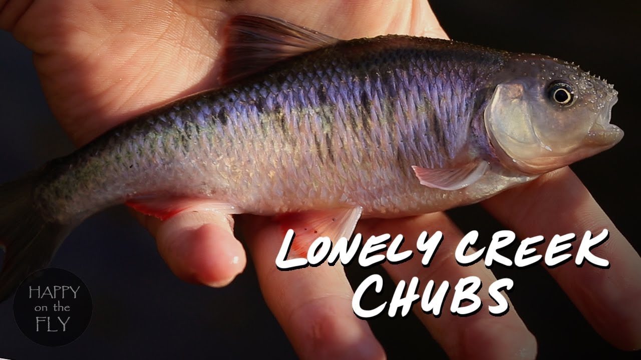 Fly Fishing Film | Lonely Creek Chubs | Central Pennsylvania - YouTube