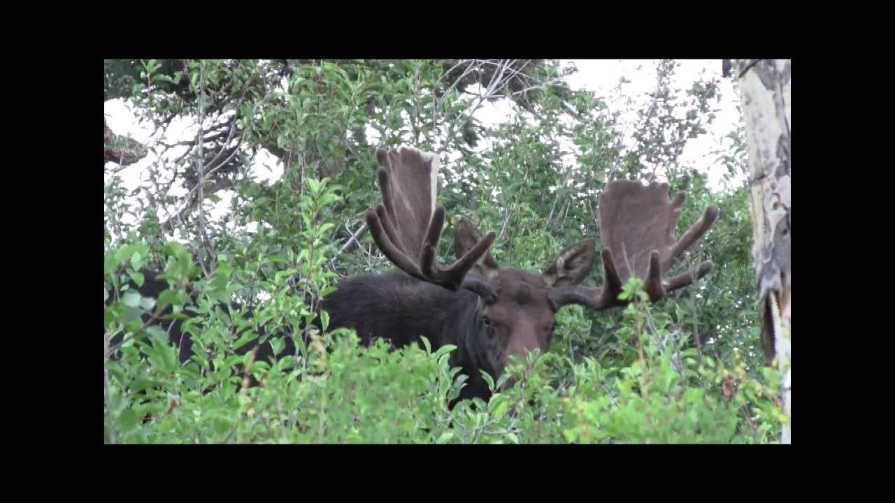 Giant Utah Shiras Bull Moose - YouTube